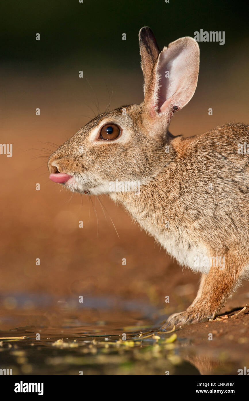 North America, USA, Texas, Starr Co., eastern cottontail (Sylvilagus ...