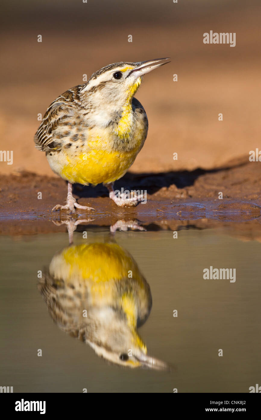 Starr ranch hi-res stock photography and images - Alamy