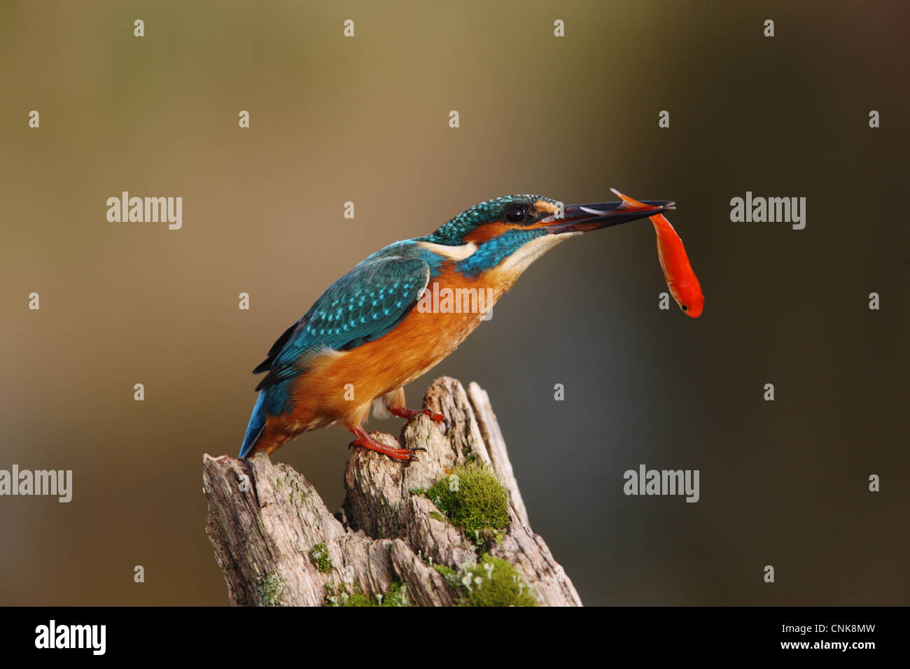 Goldfish eating fish hi-res stock photography and images - Alamy