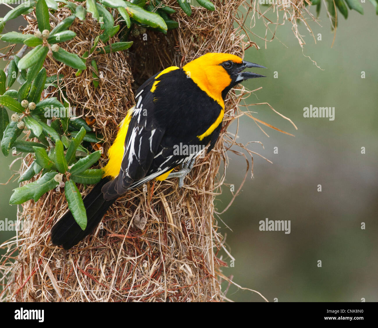 North American, USA, Cameron Co., San Benito, Altamira Oriole (Icterus ...