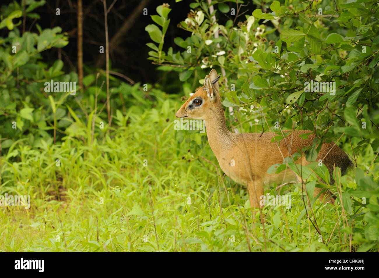 Kirk's Dik-dik (Madoqua kirkii) adult male, standing amongst vegetation, Ruaha N.P., Tanzania ...