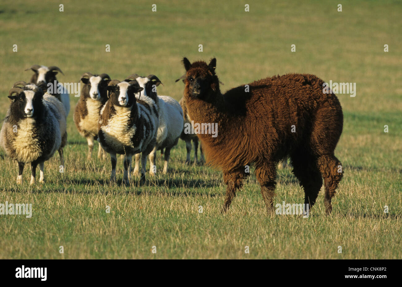 English lama hi-res stock photography and images - Alamy