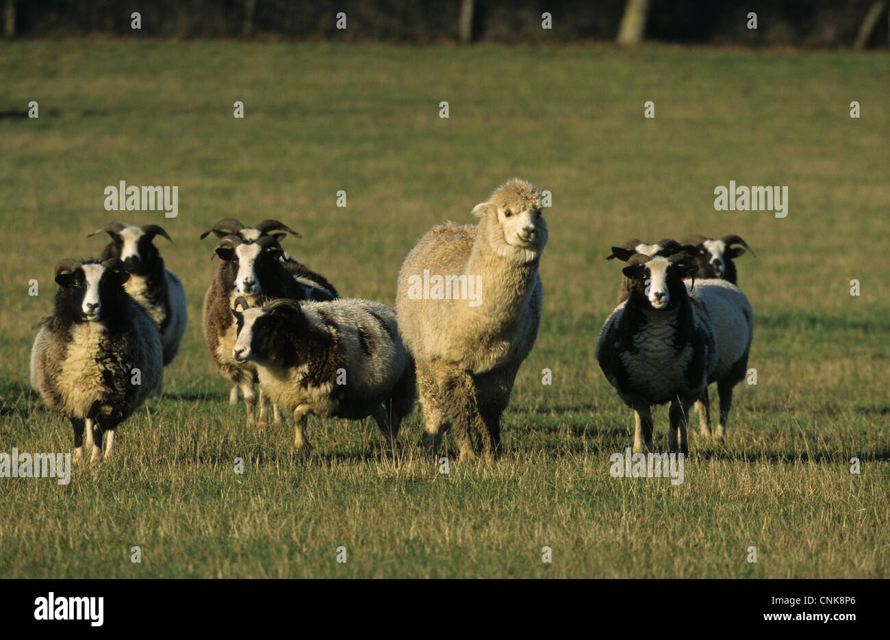 Species of sheep hi-res stock photography and images - Alamy