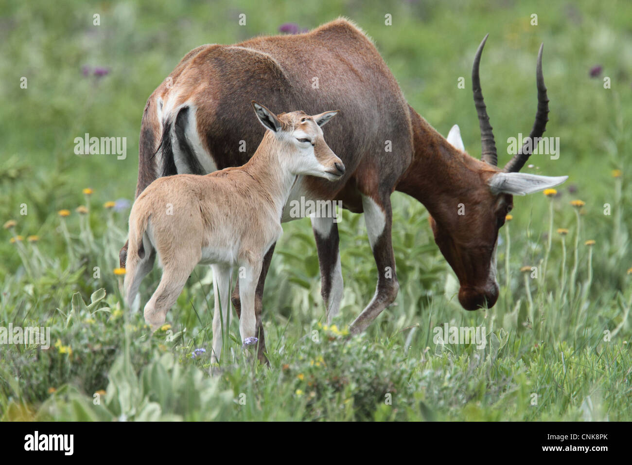 Blesbok (Damaliscus dorcas phillipsi) adult female with calf, Malolotja ...
