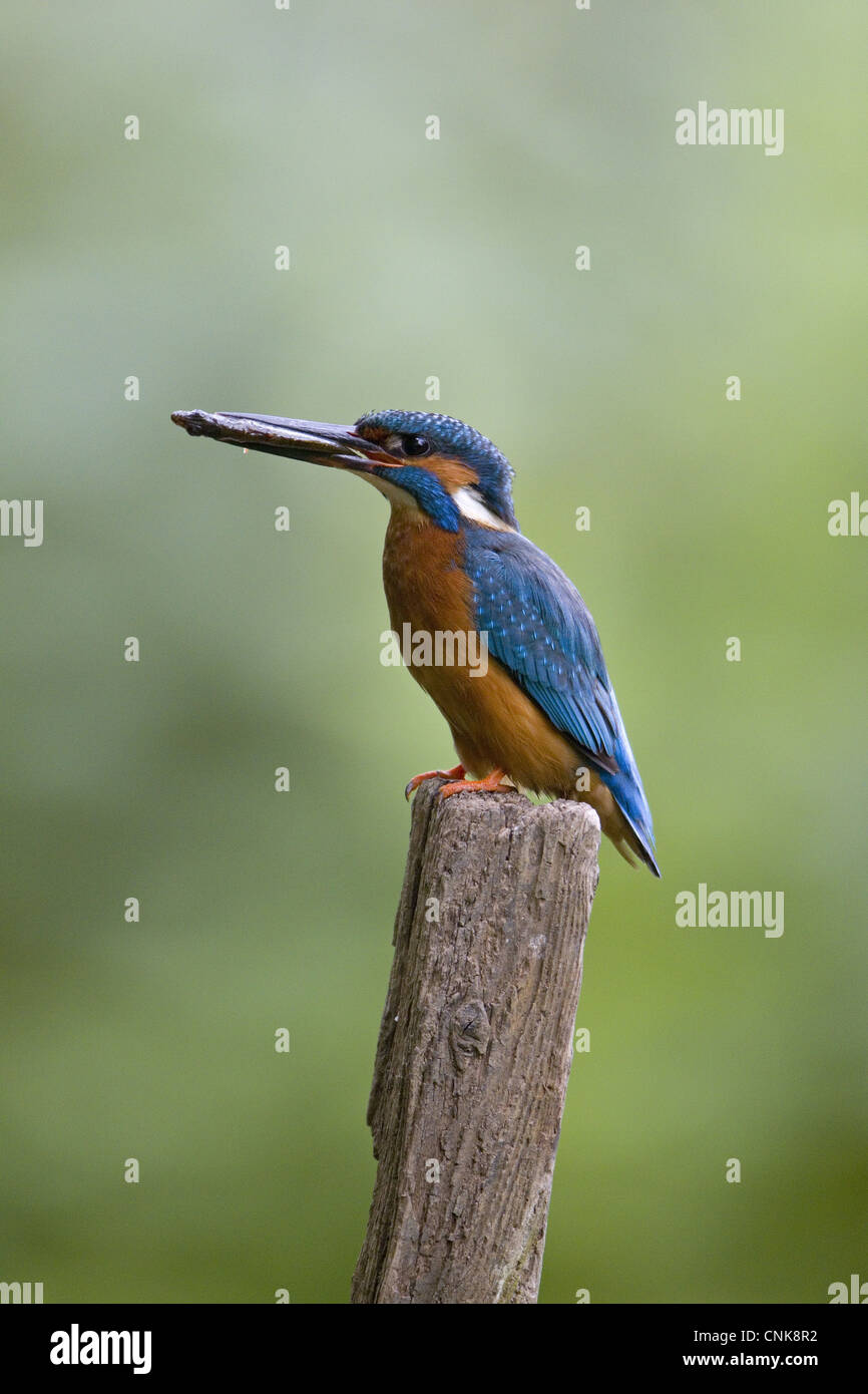 Common Kingfisher (Alcedo atthis) adult male, feeding, with stickleback ...
