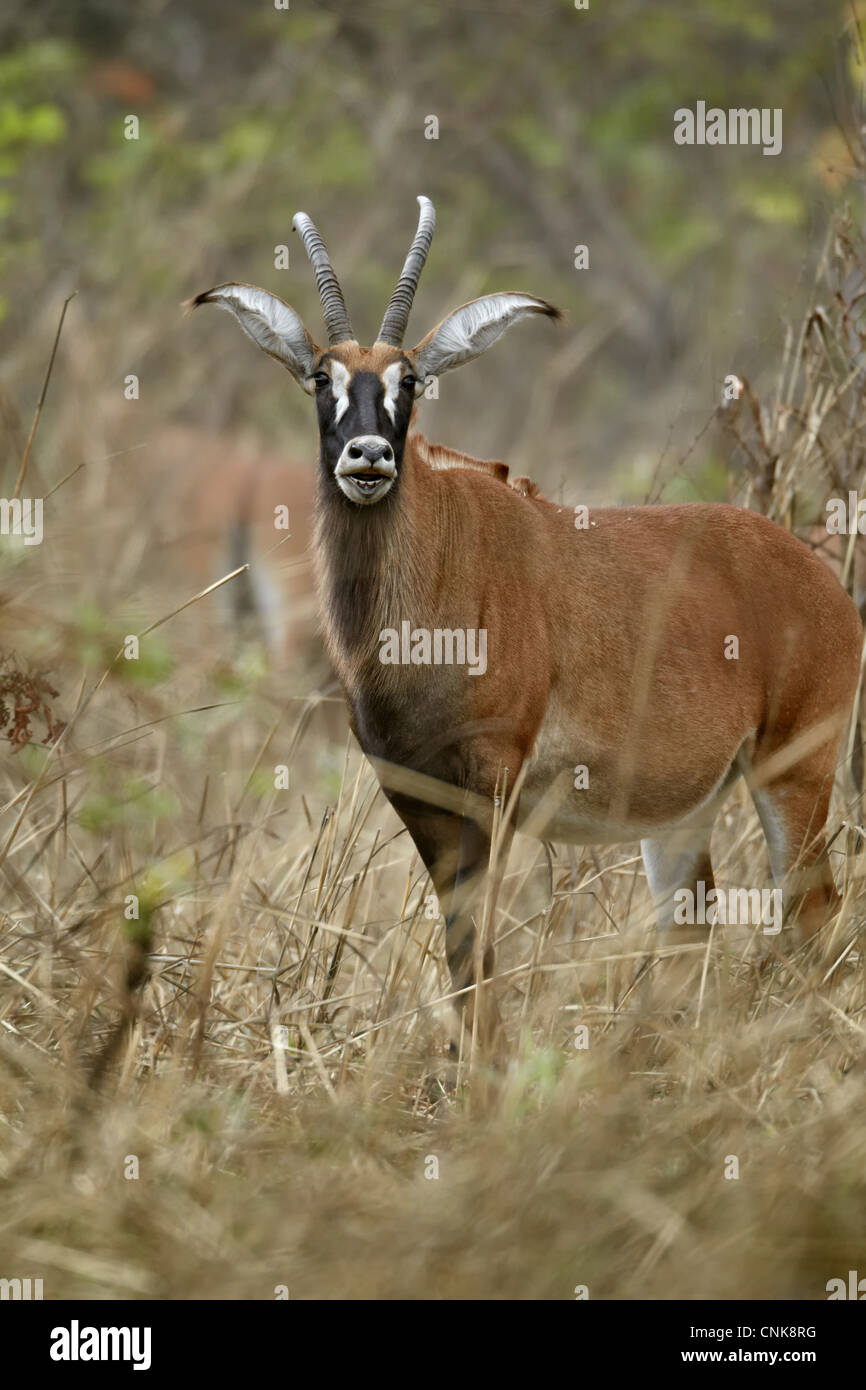 Roan Antelope (Hippotragus equinus) adult female, with mouth open ...