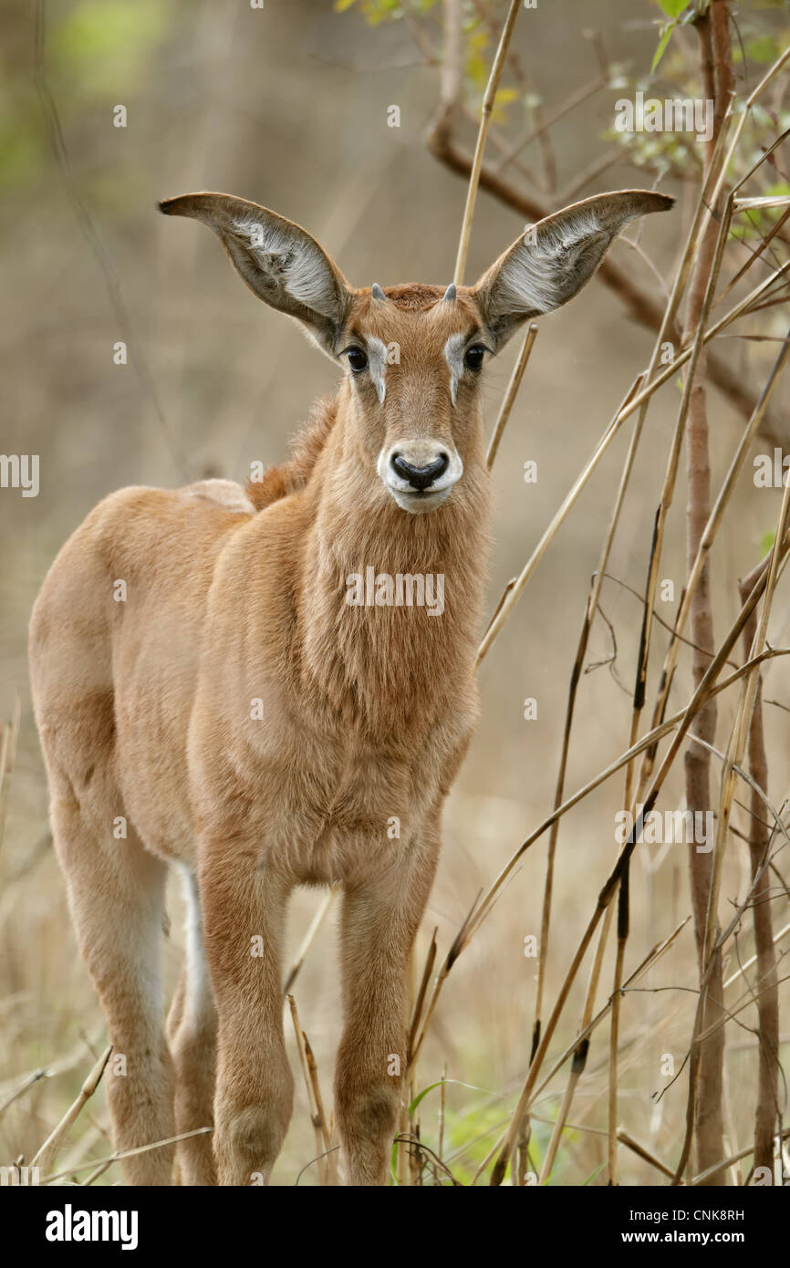 Roan Antelope Baby