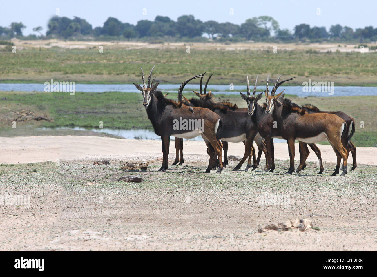 Sable Antelope (Hippotragus niger) adult females, herd standing near ...