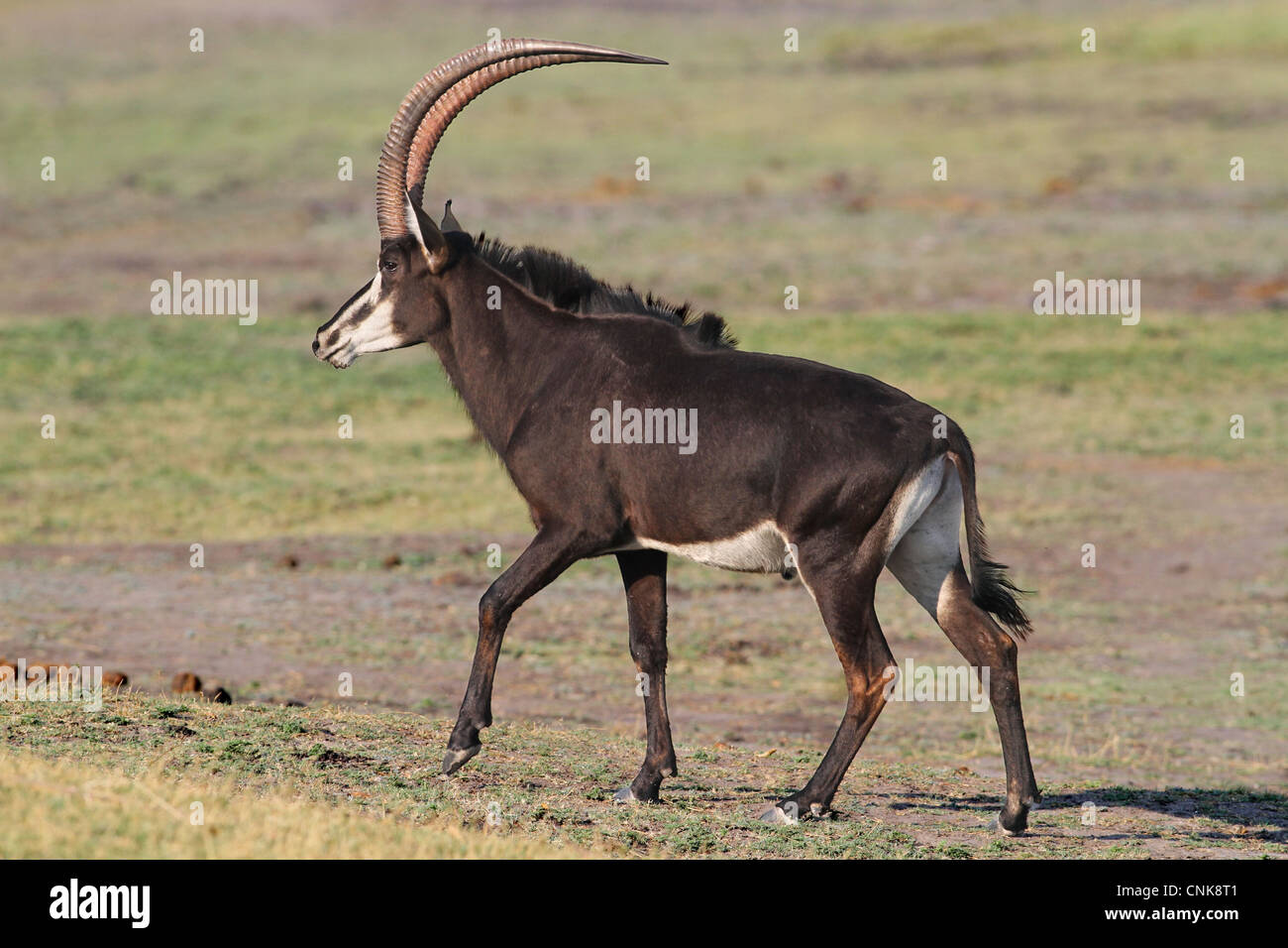 Sable Antelope (Hippotragus niger) adult male, walking on open ground ...
