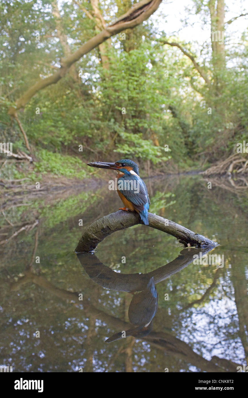Common Kingfisher Alcedo atthis adult male feeding with Three-spined ...