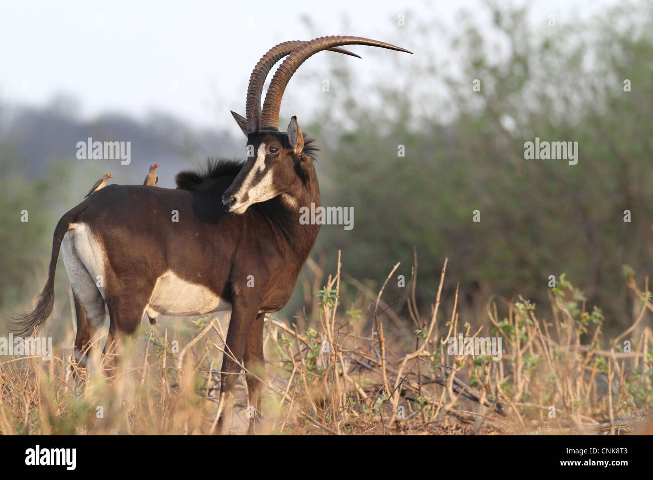 Sable Antelope Hippotragus niger adult male Red-billed Oxpeckers ...