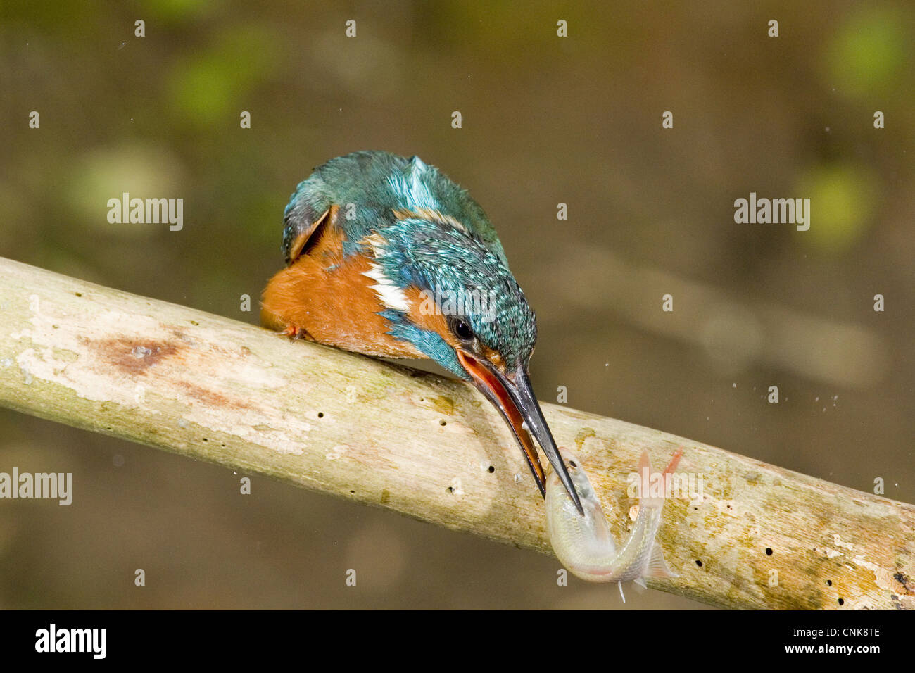 Common Kingfisher Alcedo atthis adult male feeding hitting Rudd ...