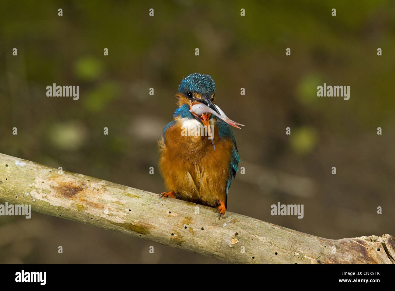 Common Kingfisher (Alcedo atthis) adult male, feeding, swallowing Rudd ...