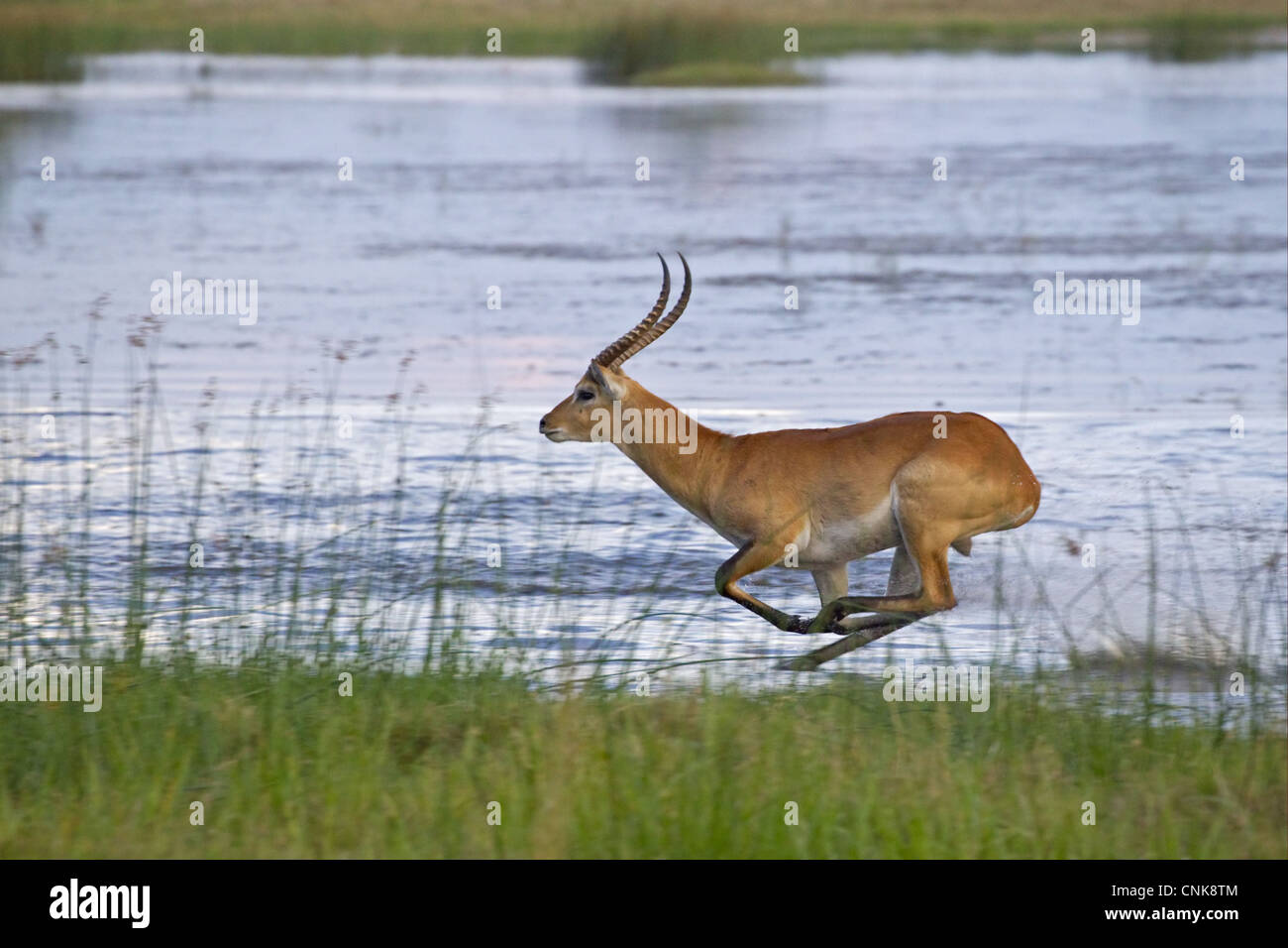 Red Lechwe (Kobus leche leche) adult male, running and jumping in ...