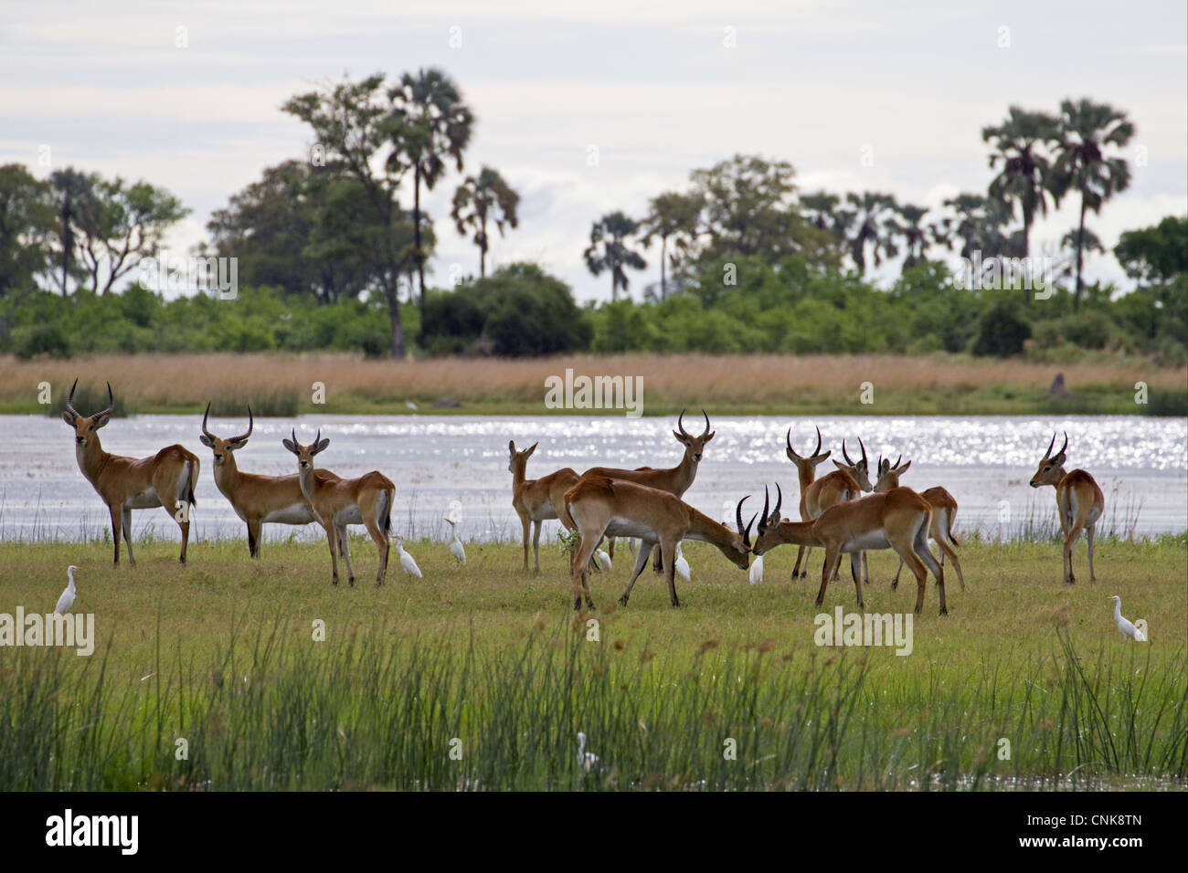Red Lechwe Kobus leche leche adult immature males herd standing edge ...