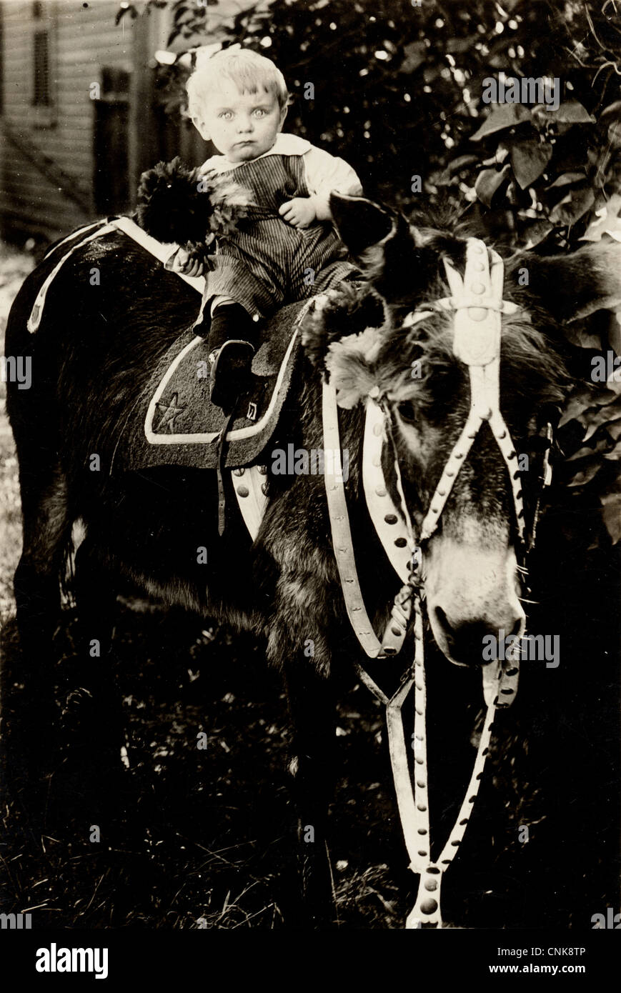 Overwhelmed Little Boy Riding a Donkey Stock Photo - Alamy