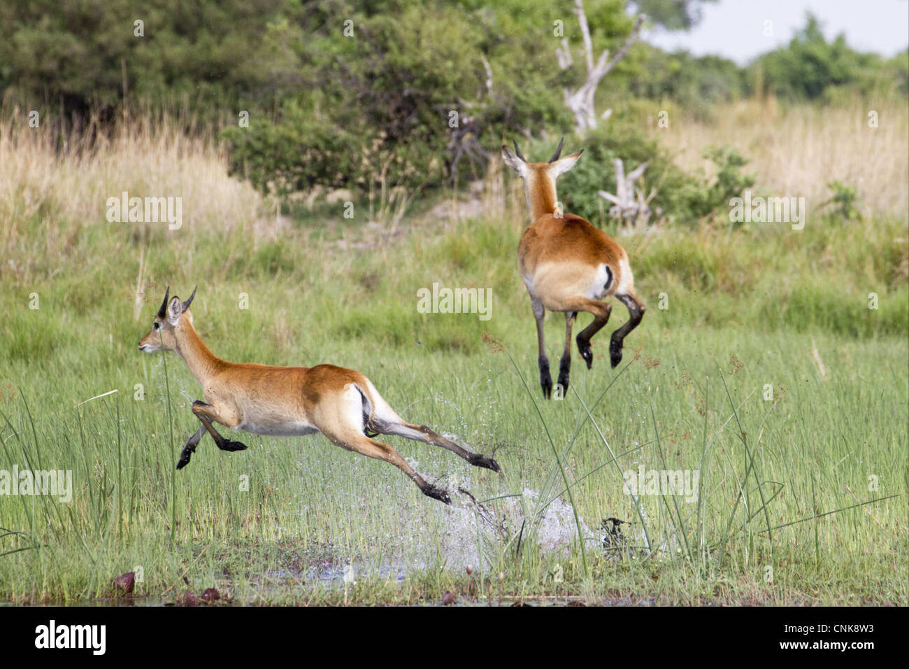 Red Lechwe (Kobus leche leche) immature males, running and jumping in ...