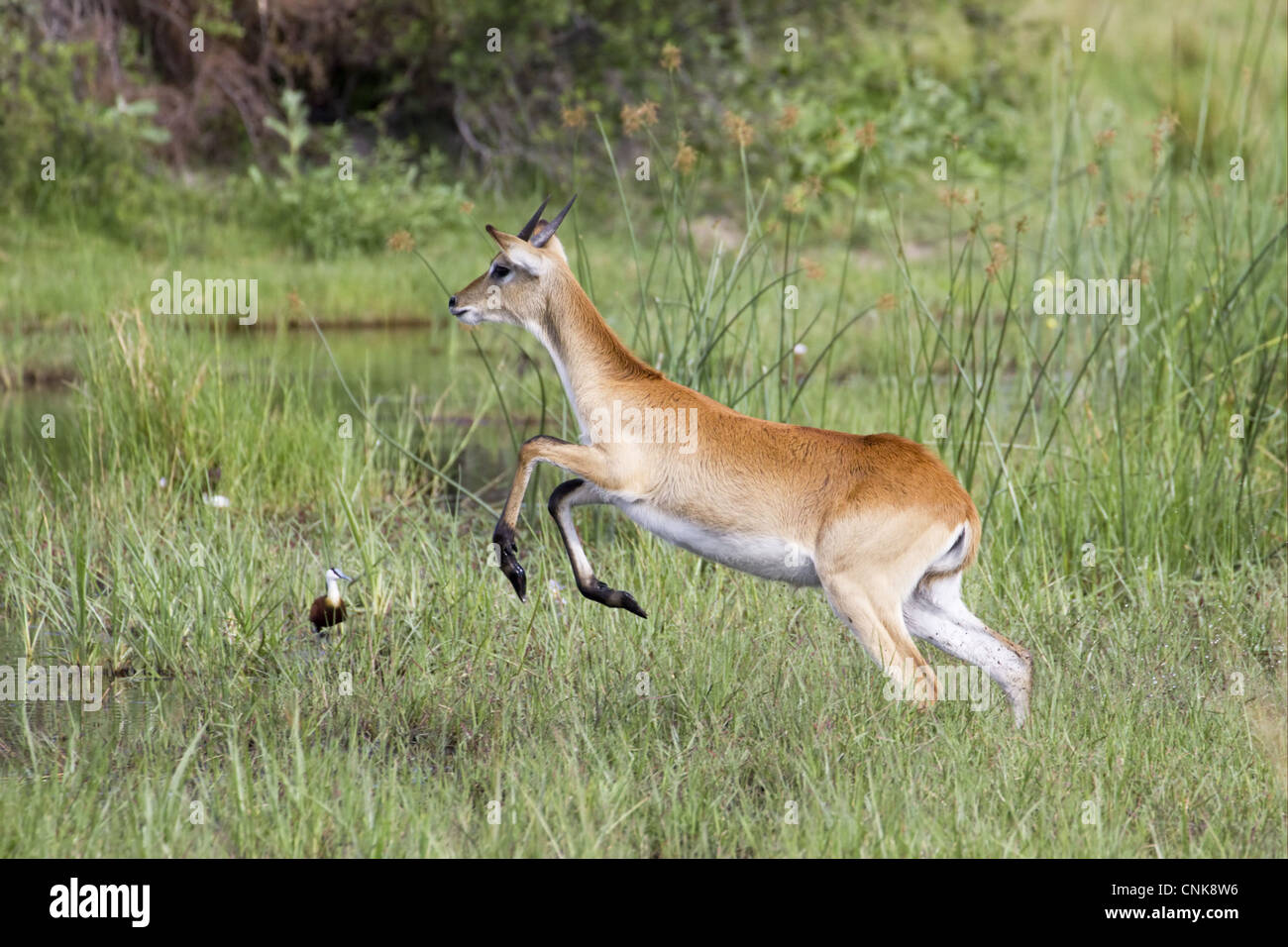 Red Lechwe (Kobus leche leche) immature male, running and jumping in ...