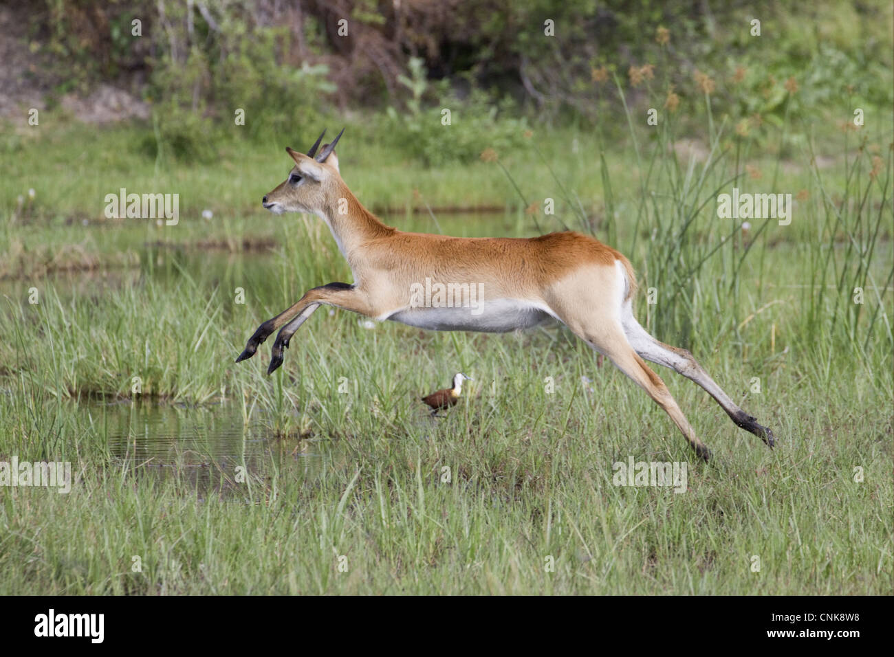 Red Lechwe (Kobus leche leche) immature male, running and jumping in ...