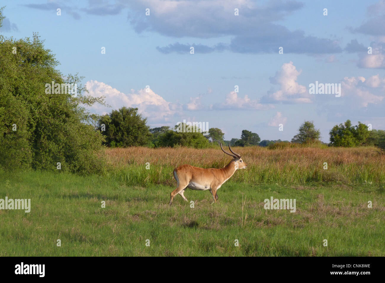 Red Lechwe (Kobus leche leche) adult male, walking in wetland habitat ...