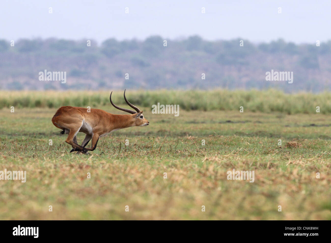 Southern lechwes hi-res stock photography and images - Alamy