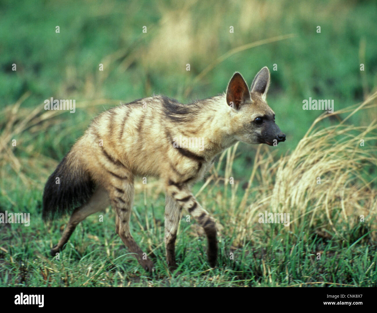 Aardwolf Pet