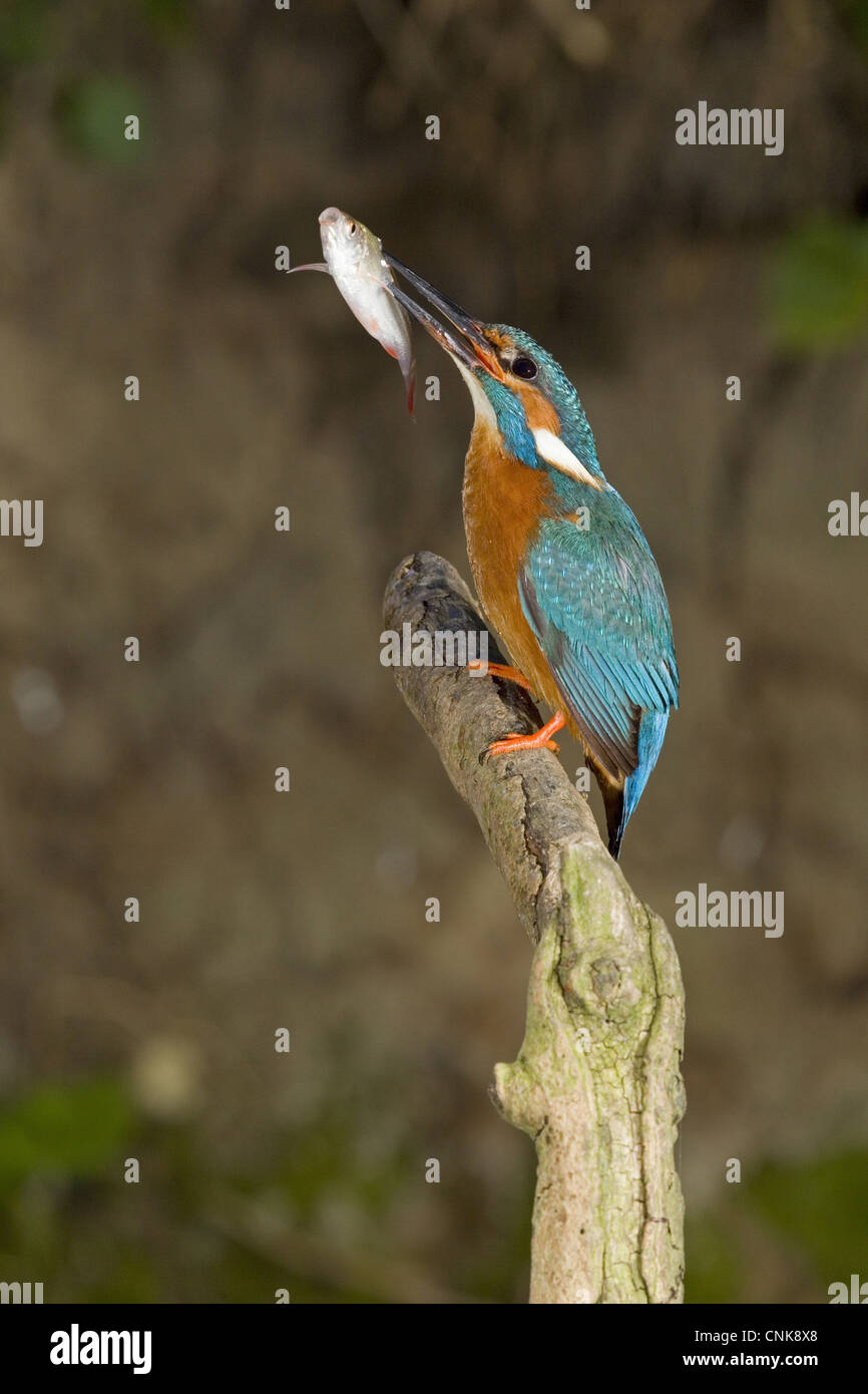 Common Kingfisher Alcedo atthis adult male feeding Rudd Scardinius ...