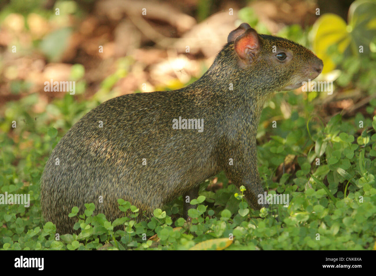Azaras agouti dasyprocta azarae hi-res stock photography and images - Alamy
