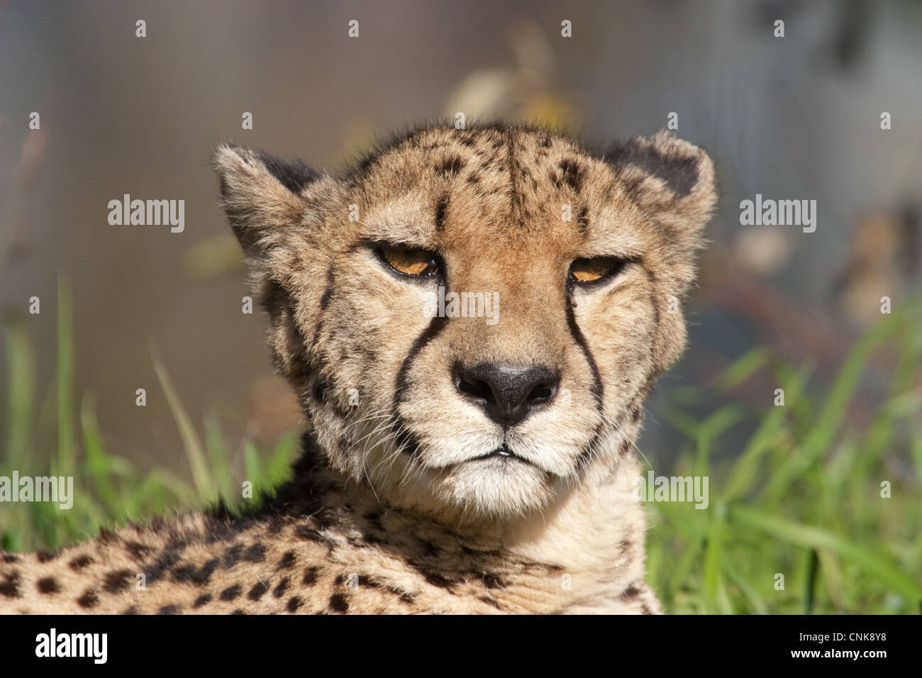 Fast animals hi-res stock photography and images - Alamy