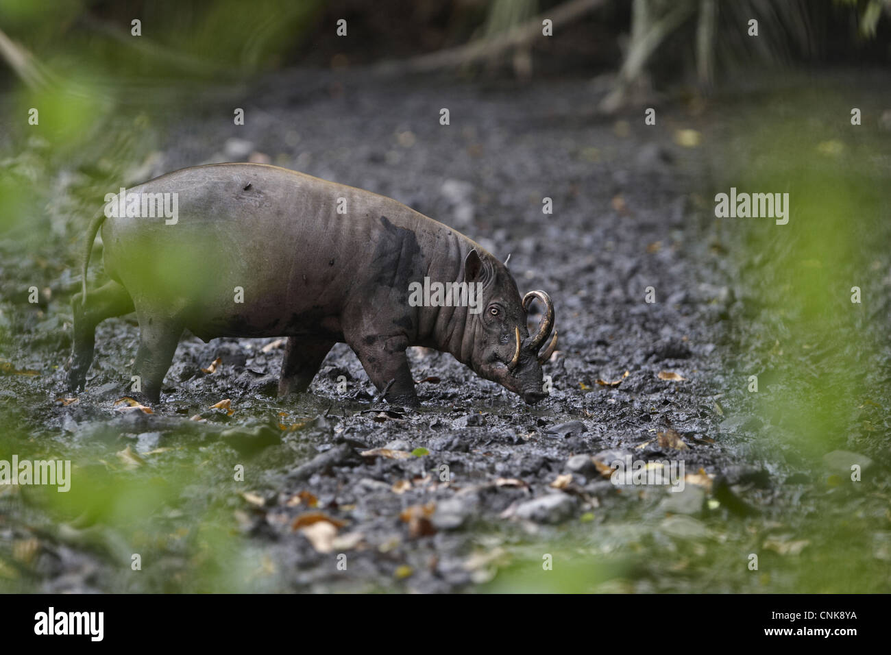 Babirusa babyrousa babyrussa sulawesi hi-res stock photography and ...