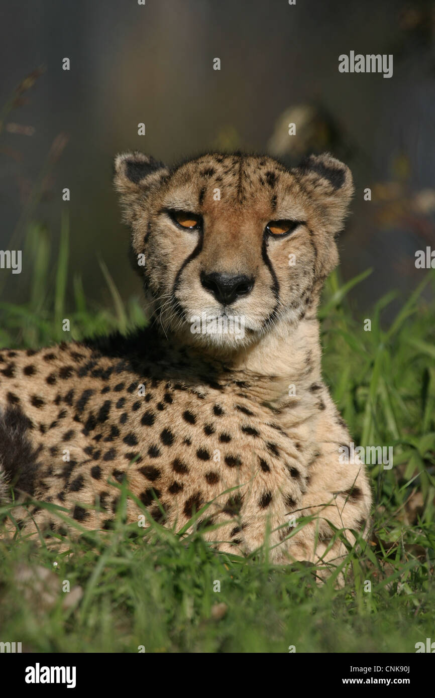 Fast animals hi-res stock photography and images - Alamy