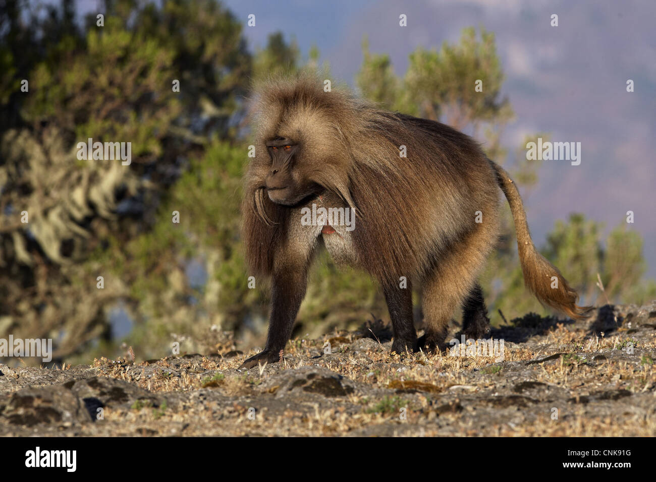 Gelada (Theropithecus gelada) adult male, walking, Simien Mountains ...
