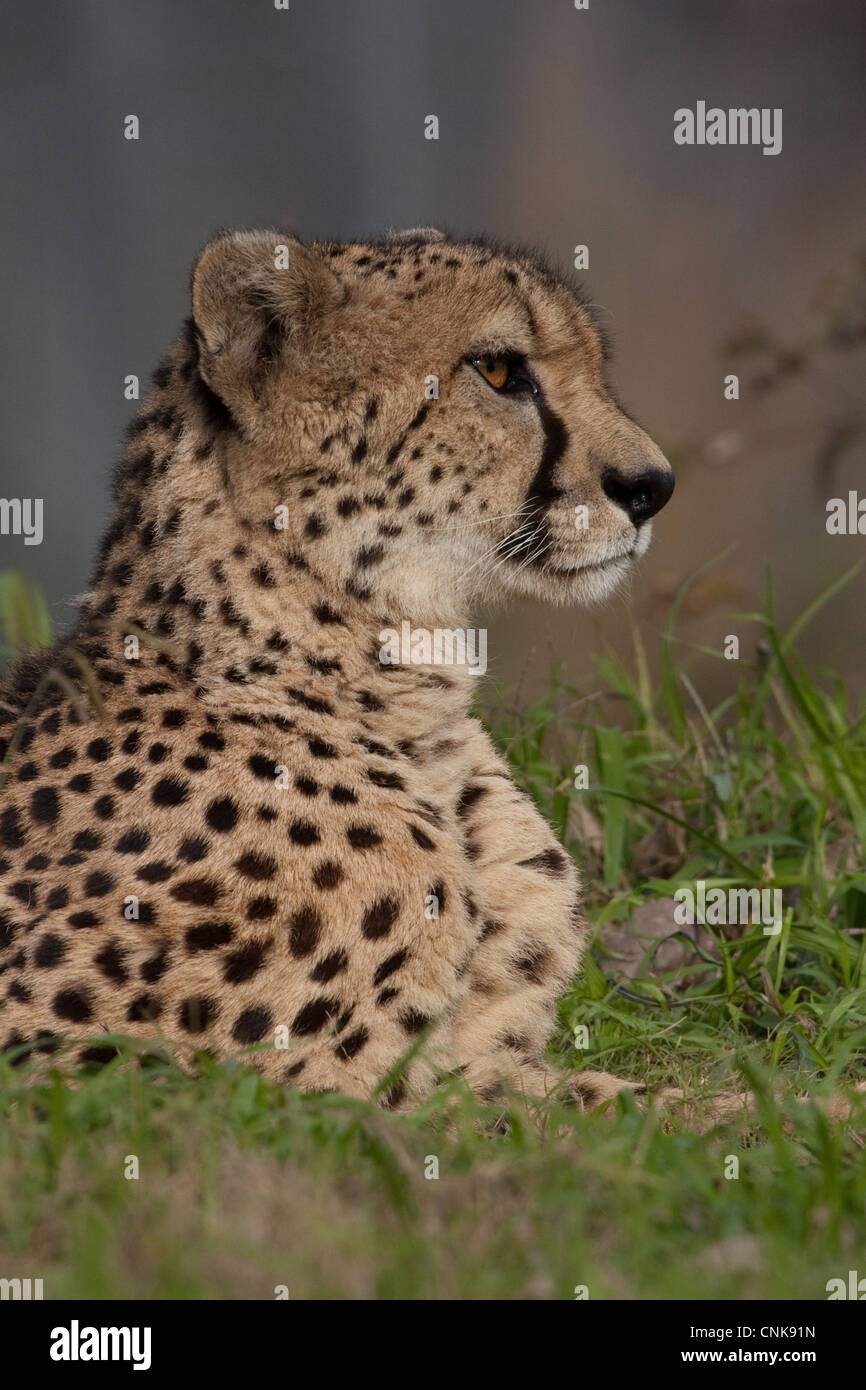 Fast animals hi-res stock photography and images - Alamy