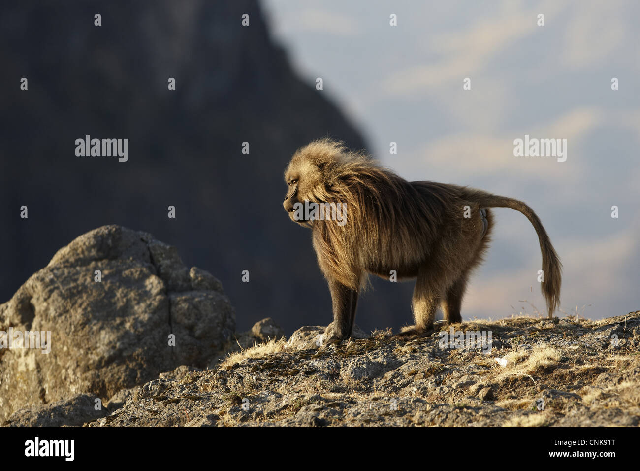 Theropithecus gelada rocks hi-res stock photography and images - Alamy