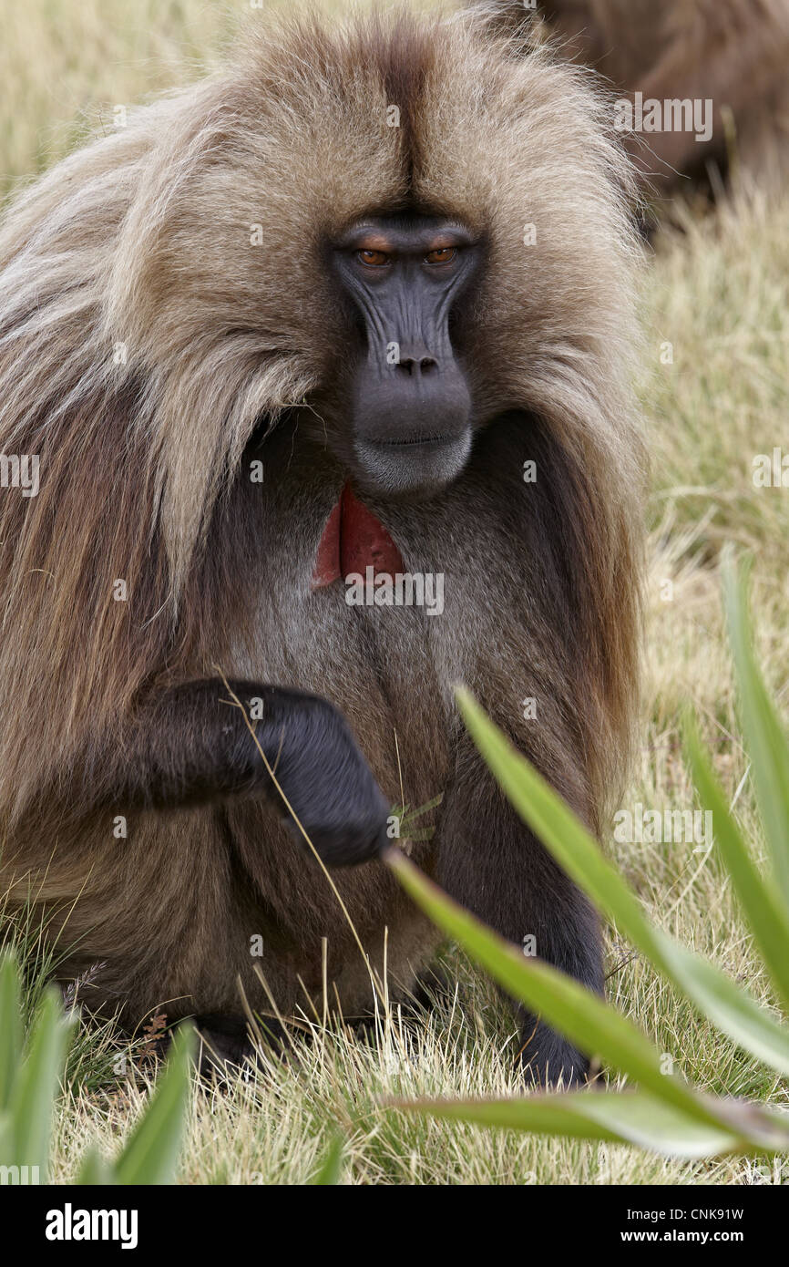 Grazing geladas hi-res stock photography and images - Alamy