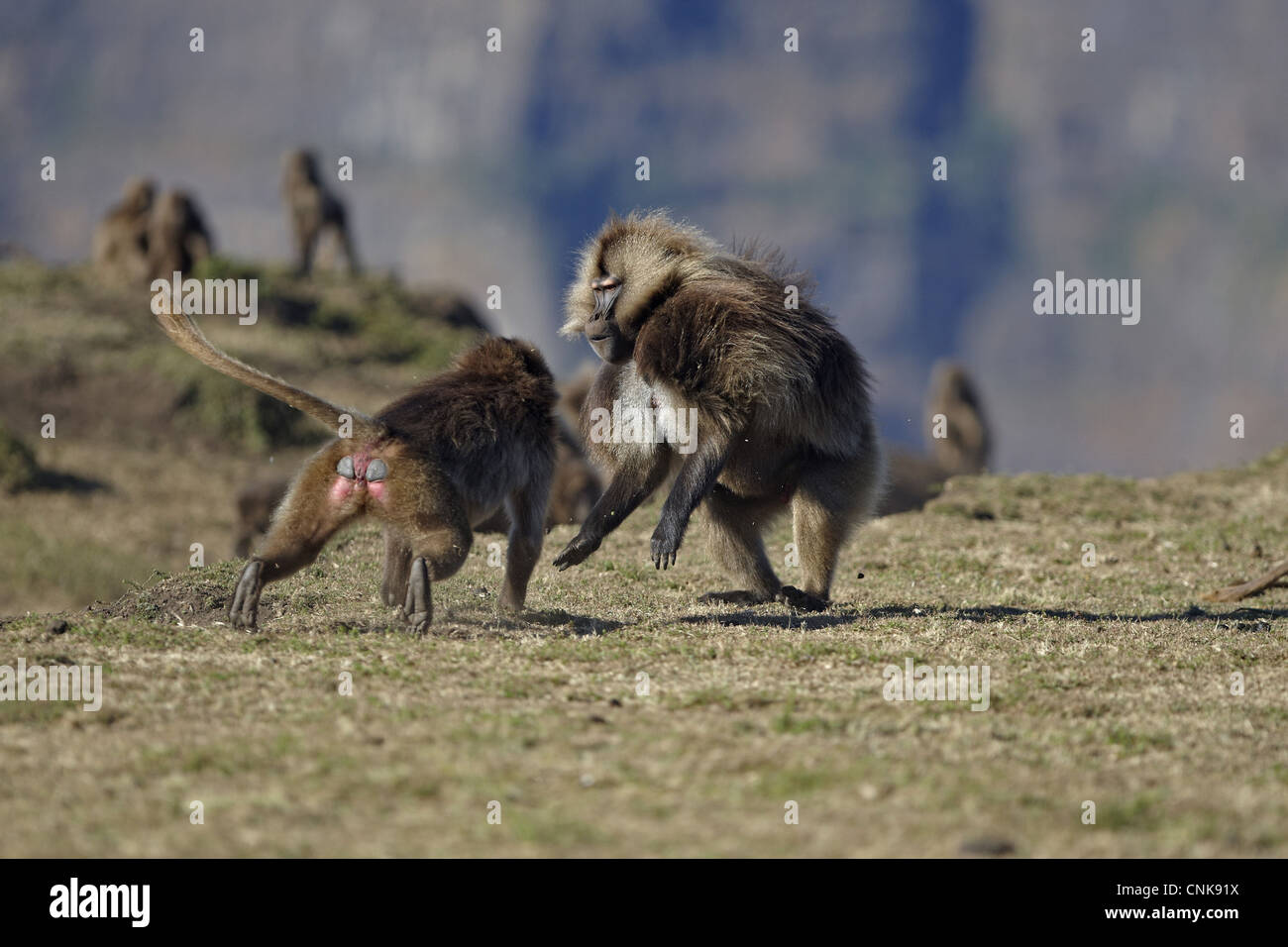 Gelada baboons fight hi-res stock photography and images - Alamy