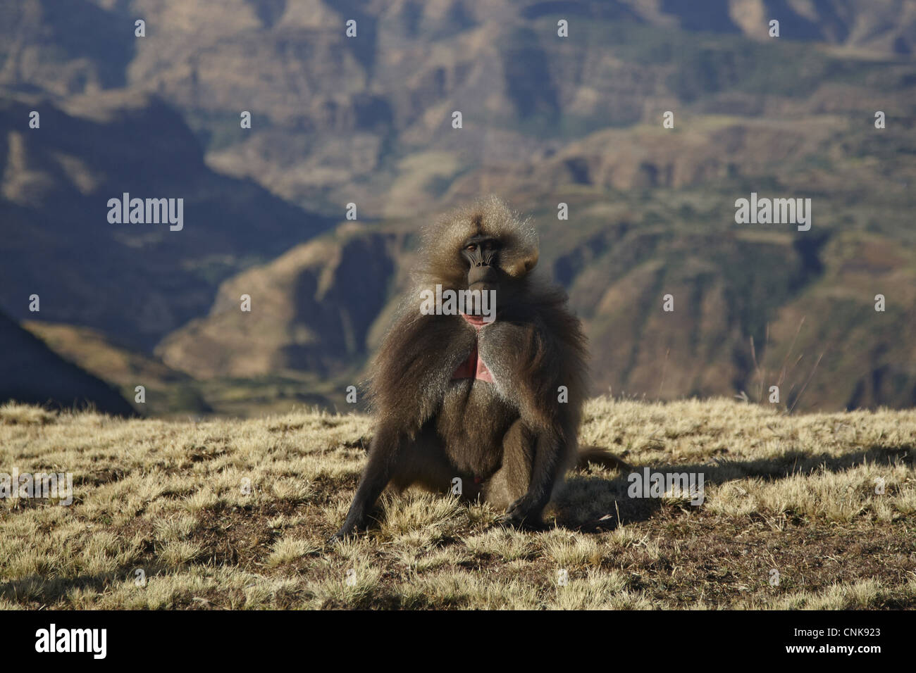 Gelada (Theropithecus gelada) adult male, sitting in mountain habitat ...