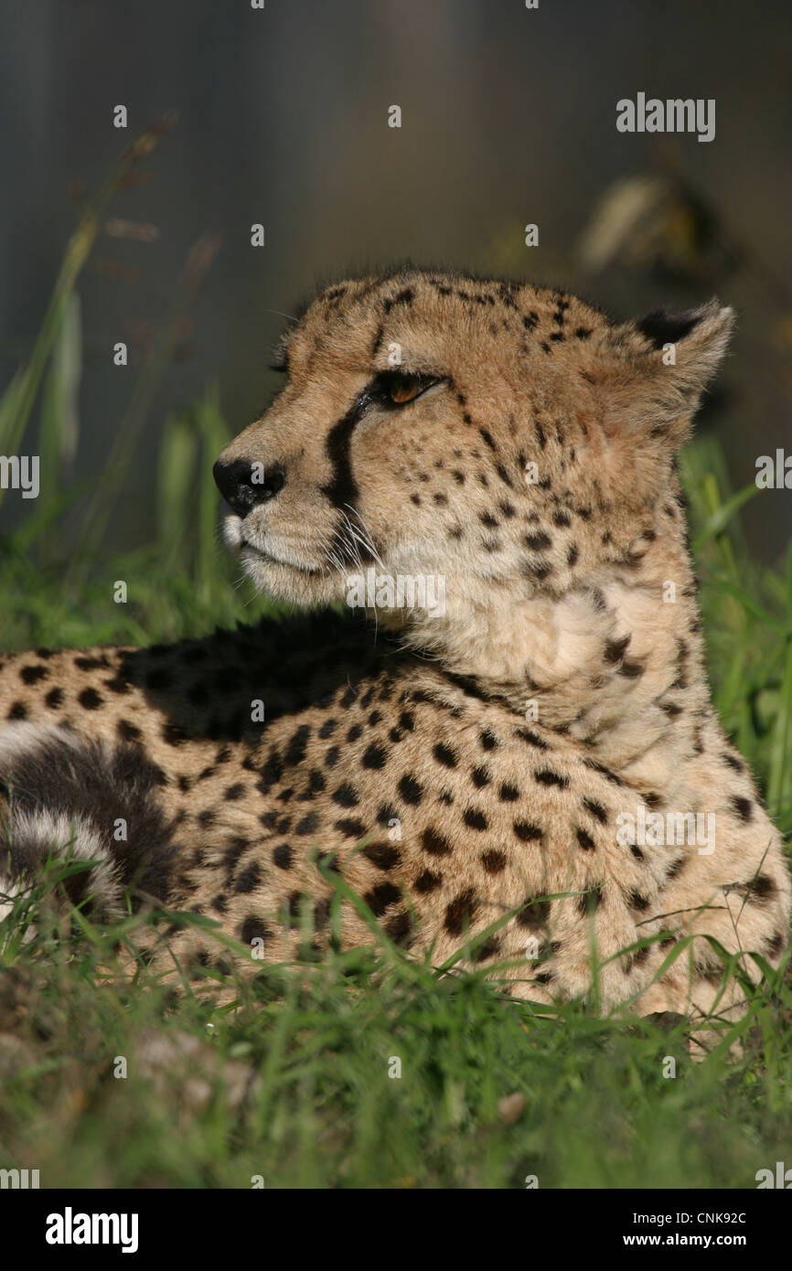 Fast animals hi-res stock photography and images - Alamy
