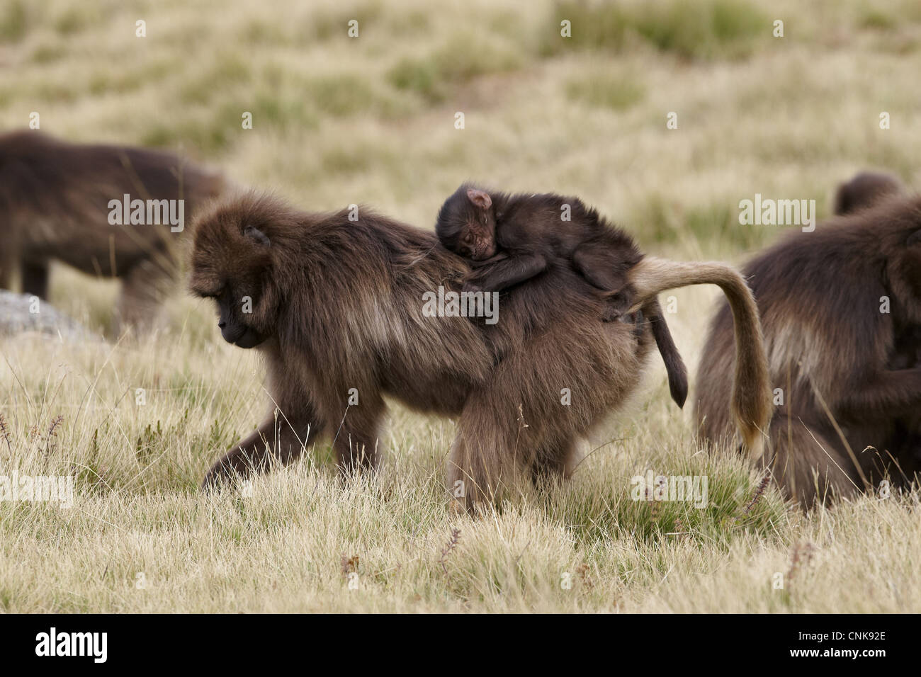 Gelada (Theropithecus gelada) adult female with baby sleeping on back ...