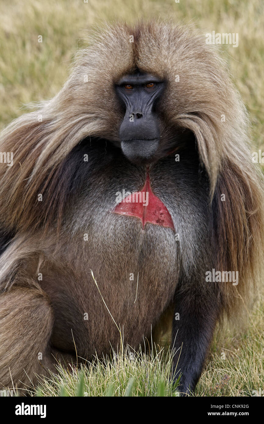 Gelada (Theropithecus gelada) adult male, with bright red chest ...
