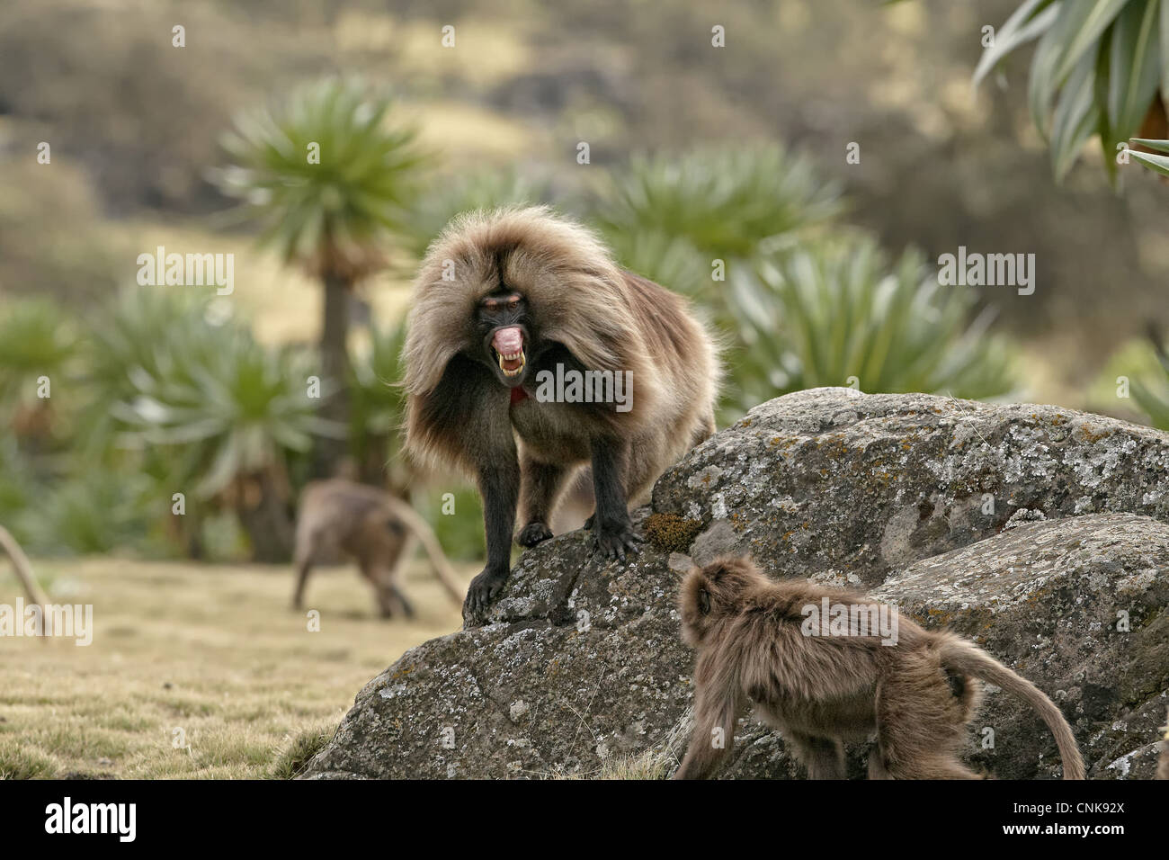 Gelada (Theropithecus gelada) adult male, in 'lip-flip' threatening ...