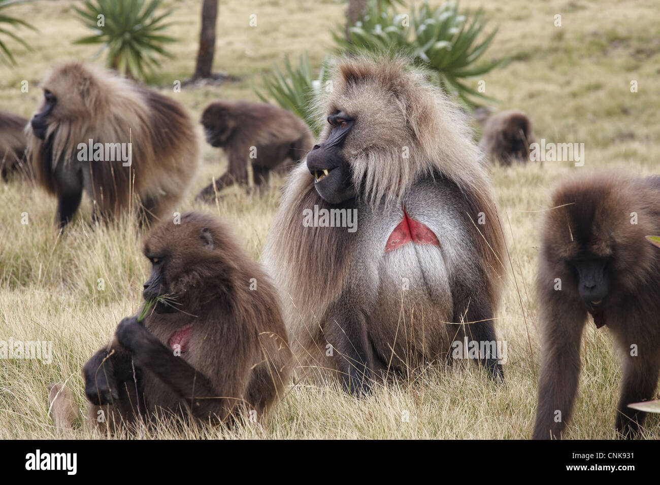 Gelada (Theropithecus gelada) adult males and females, troop grazing on ...