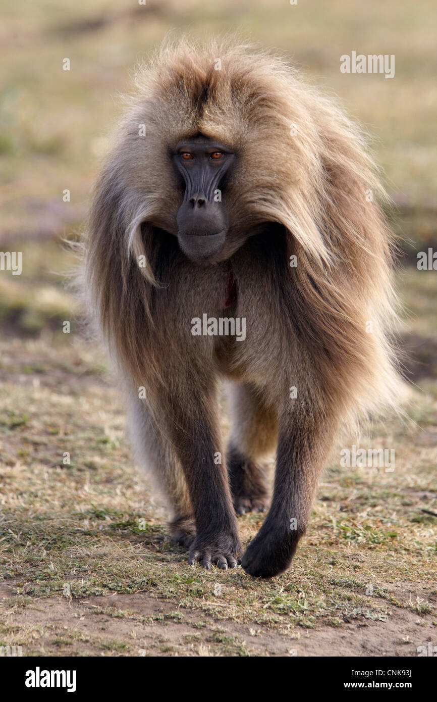 Gelada (Theropithecus gelada) adult male, walking, Simien Mountains ...
