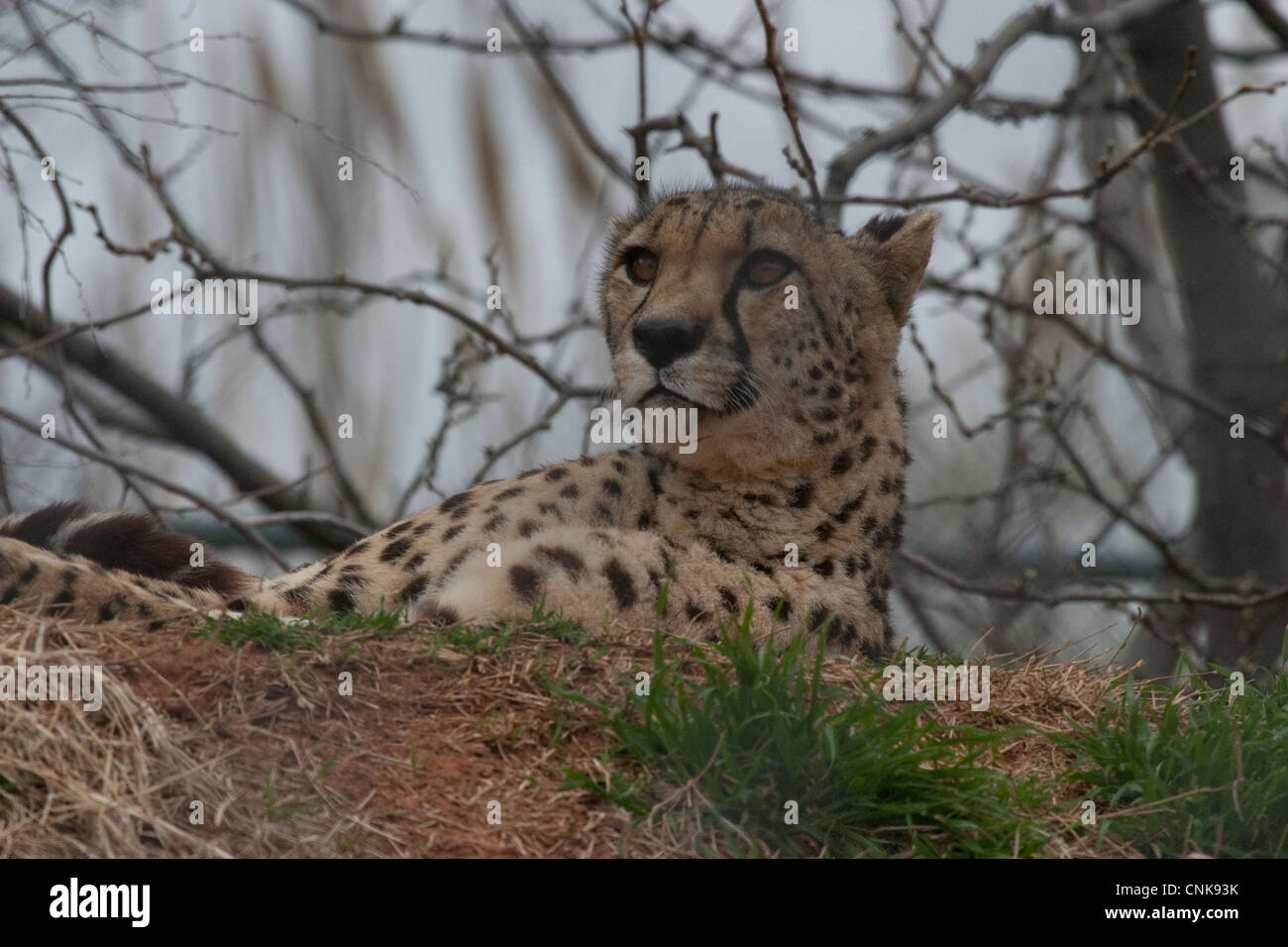 Fast animals hi-res stock photography and images - Alamy