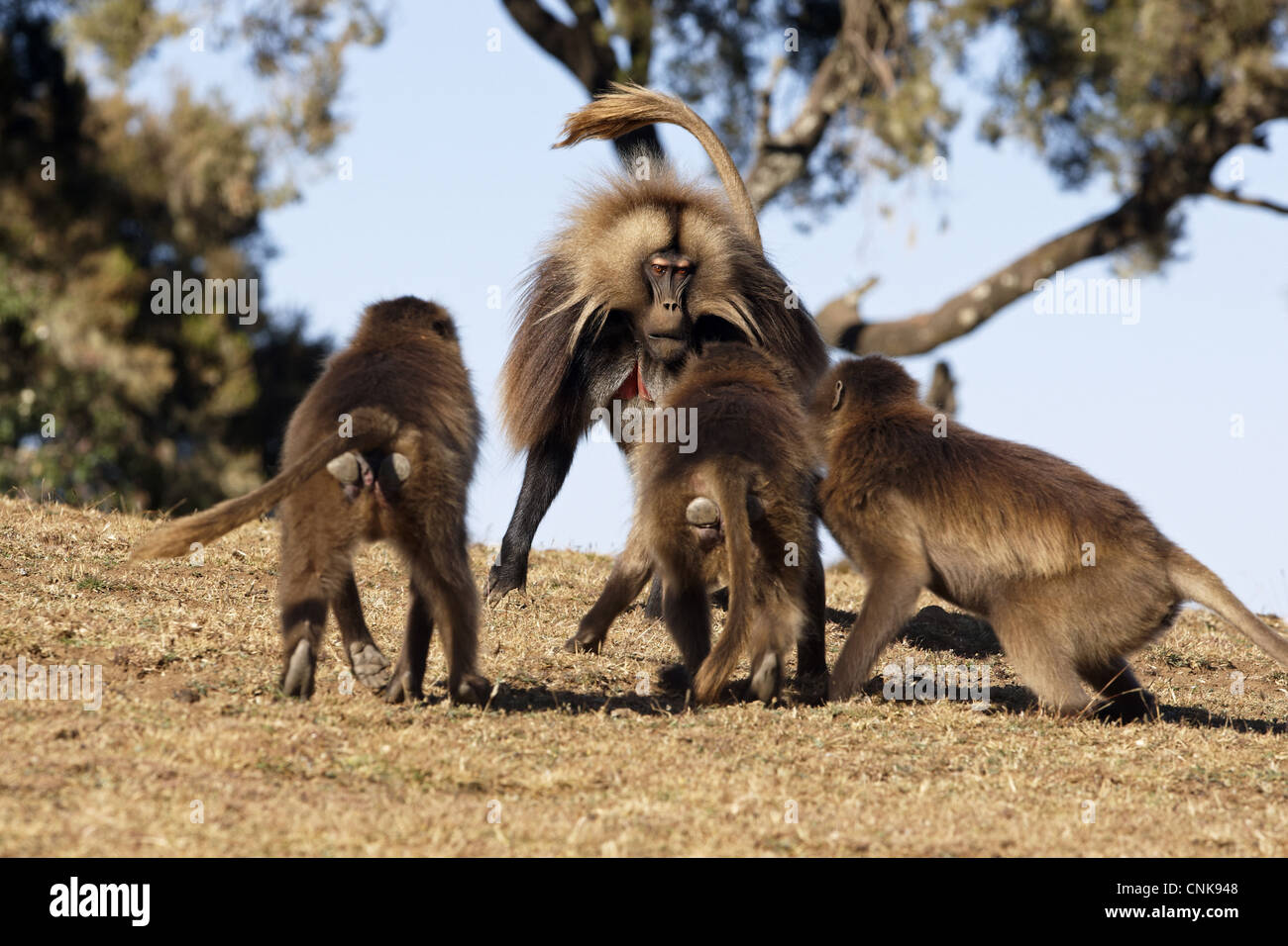 Gelada (Theropithecus gelada) adult male, confronted by aggressive ...