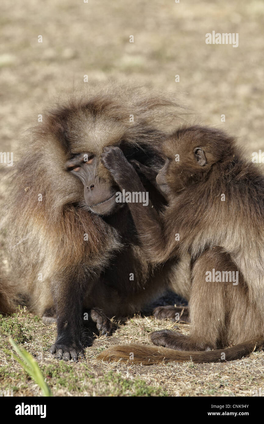 Gelada (Theropithecus gelada) adult male being groomed by female ...