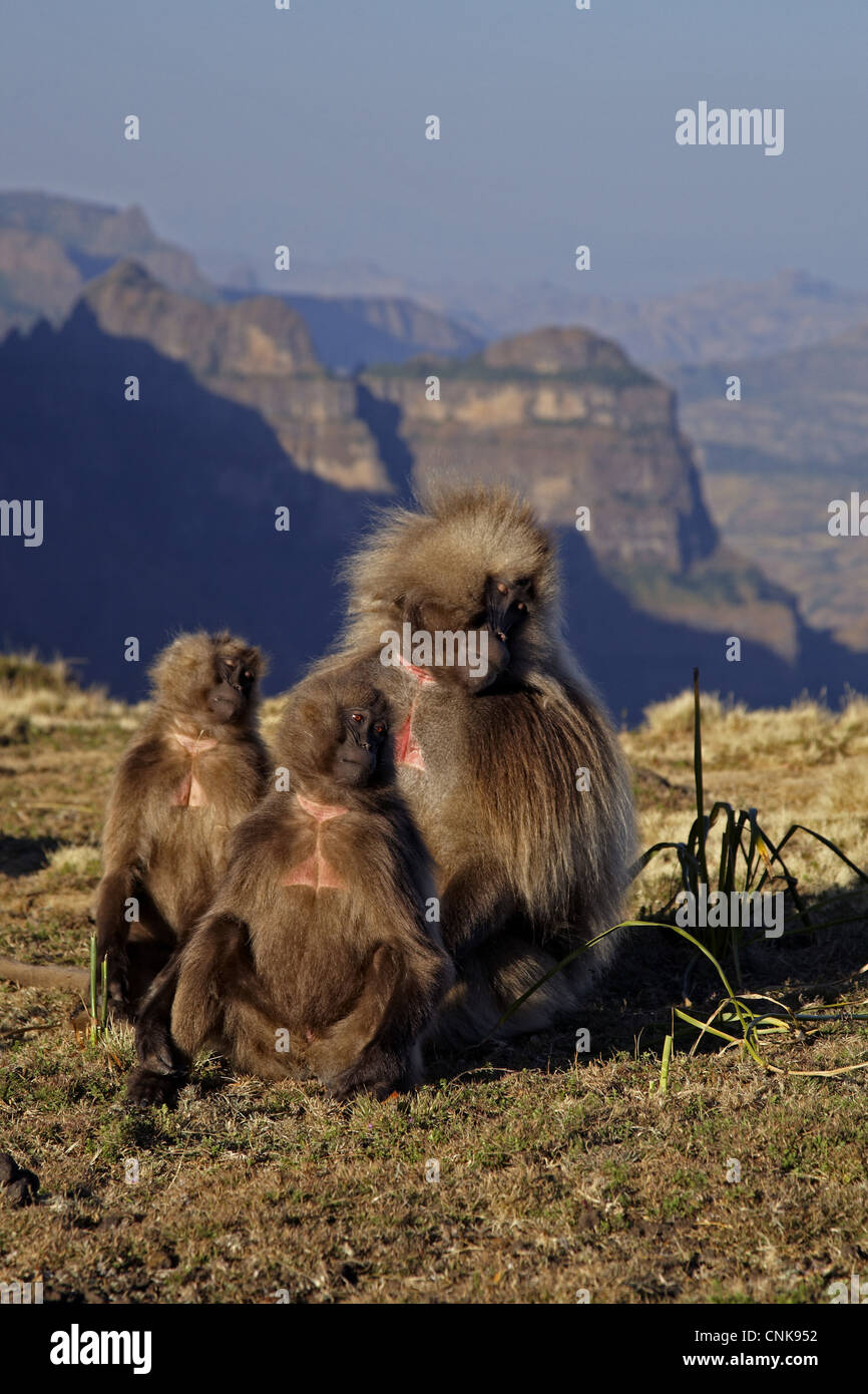 Gelada (Theropithecus gelada) adult male and females, basking in ...