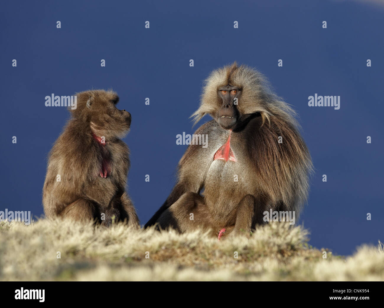 Gelada (Theropithecus gelada) adult male and female, sitting together ...