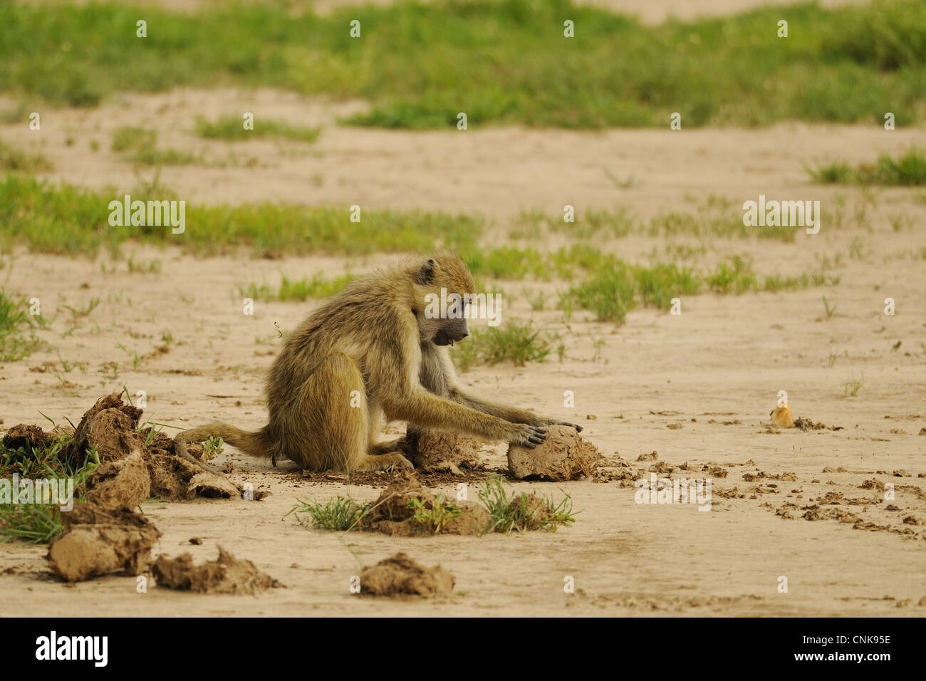 Baboon Poop 8 Lessons Travelers Can Learn From Baboons