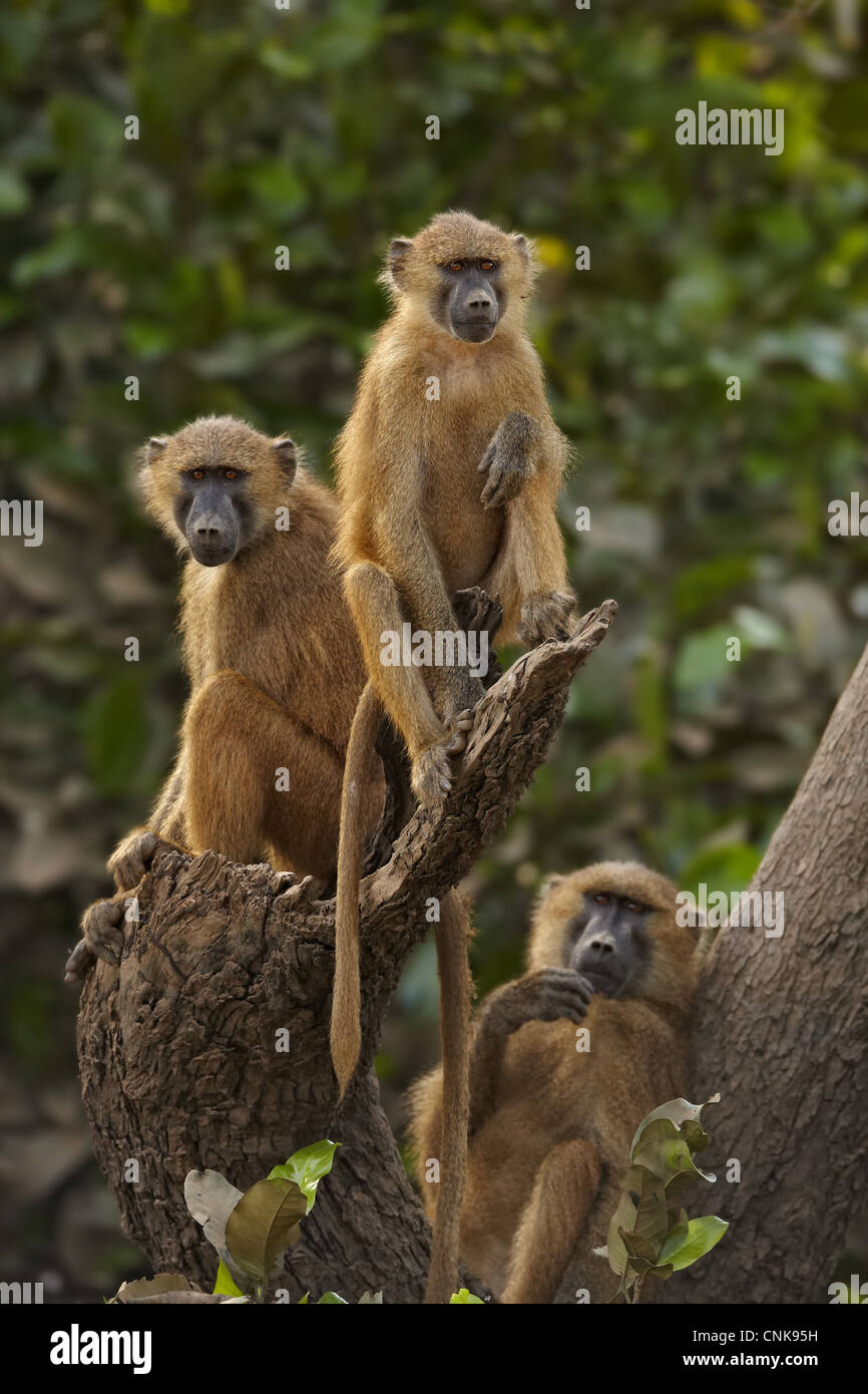 Koba Tree High Resolution Stock Photography and Images - Alamy